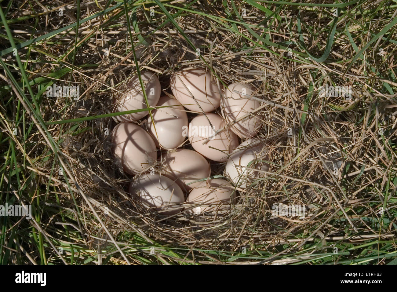 picture of the hidden nest of a gadwall Stock Photo - Alamy