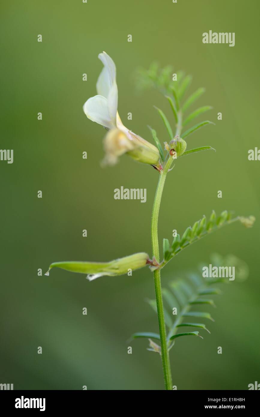 Flowering Large-flowered Vetch Stock Photo - Alamy