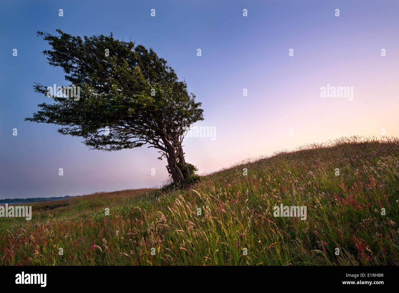 hawthorn in ancient dune grasslands along the Dutch coast during sunset ...