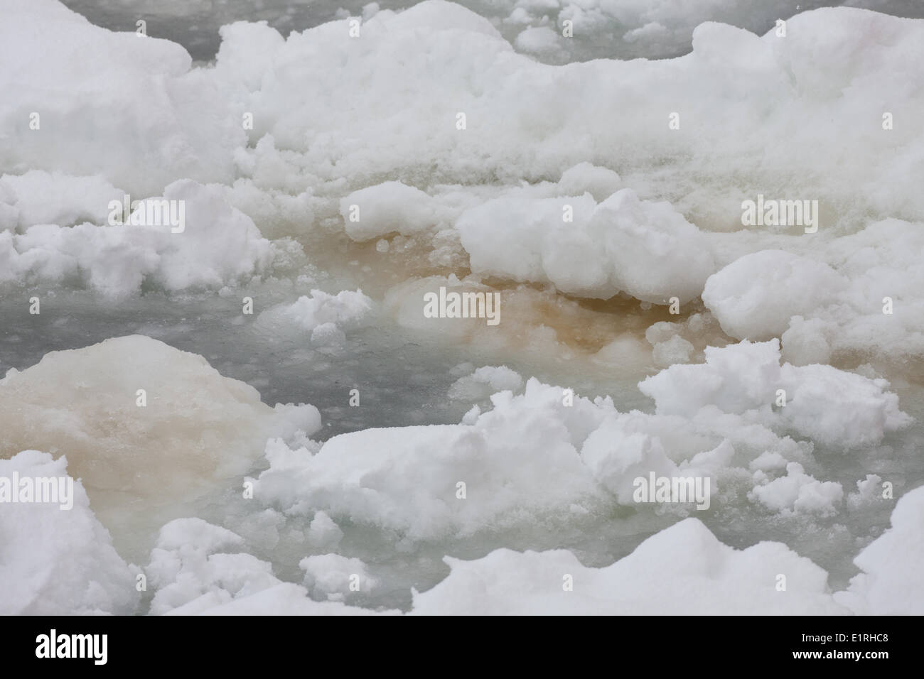 Marine algae growing under the ice are essential for the growth of ...