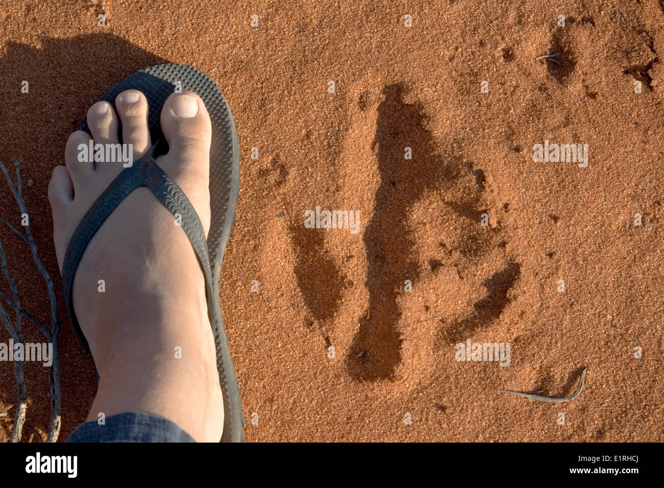 Foot print Emu Stock Photo - Alamy