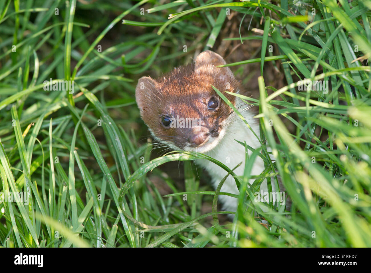 photo of a stoat emerging from its hole Stock Photo - Alamy