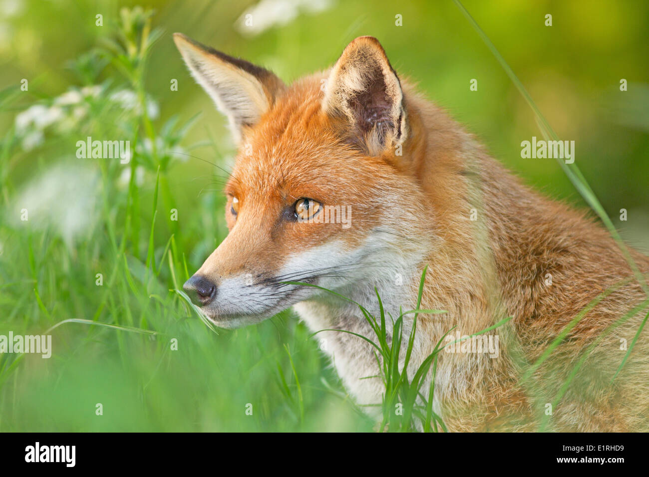 Fox ear hi-res stock photography and images - Alamy