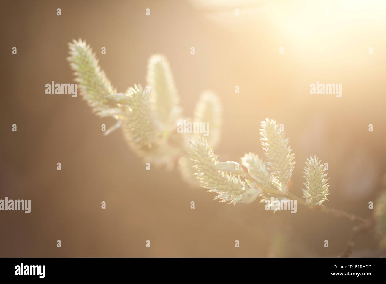 Reproduction of flowers hi-res stock photography and images - Alamy