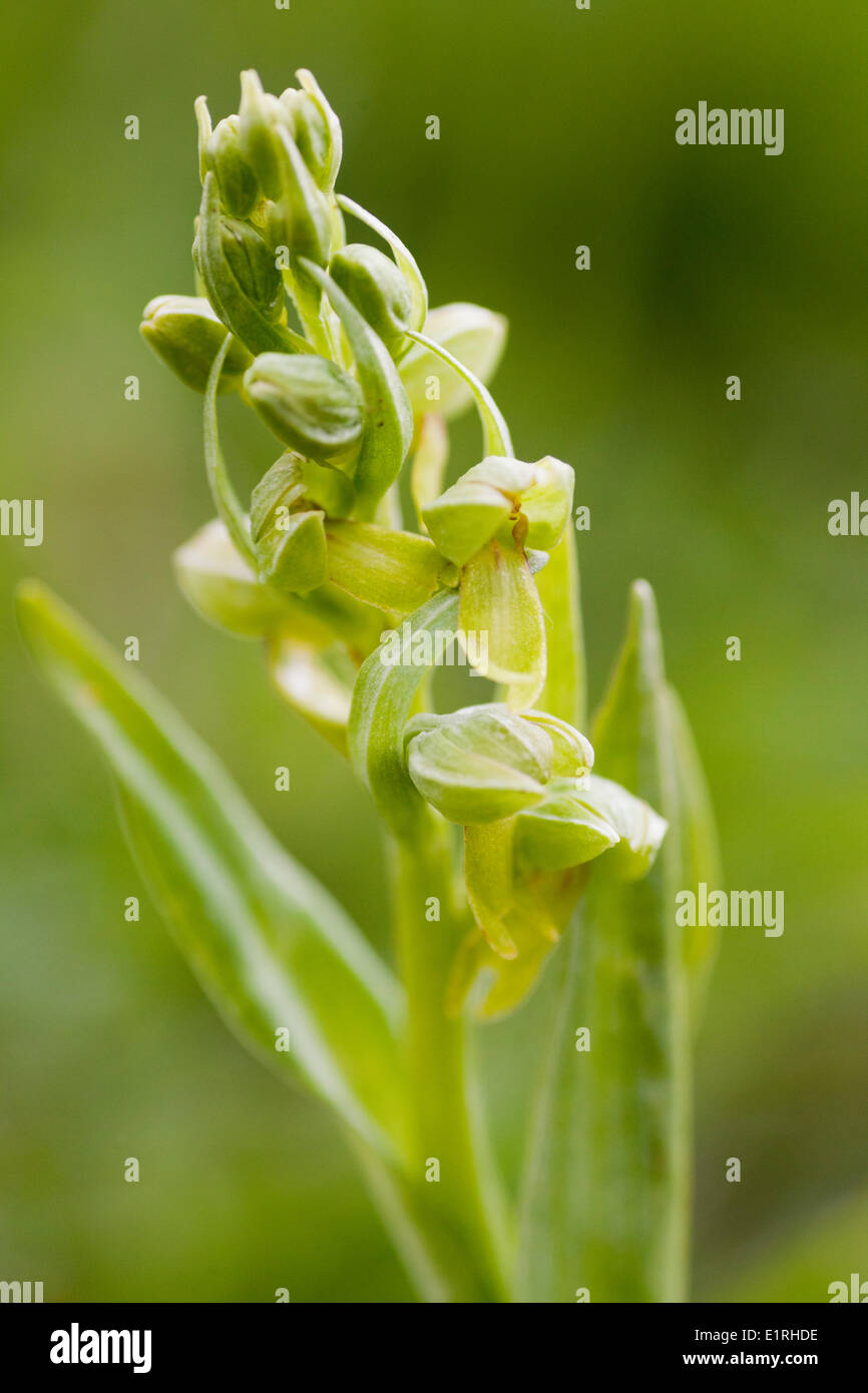 The Frog Orchis is a rare species of grasslands and open forests Stock ...