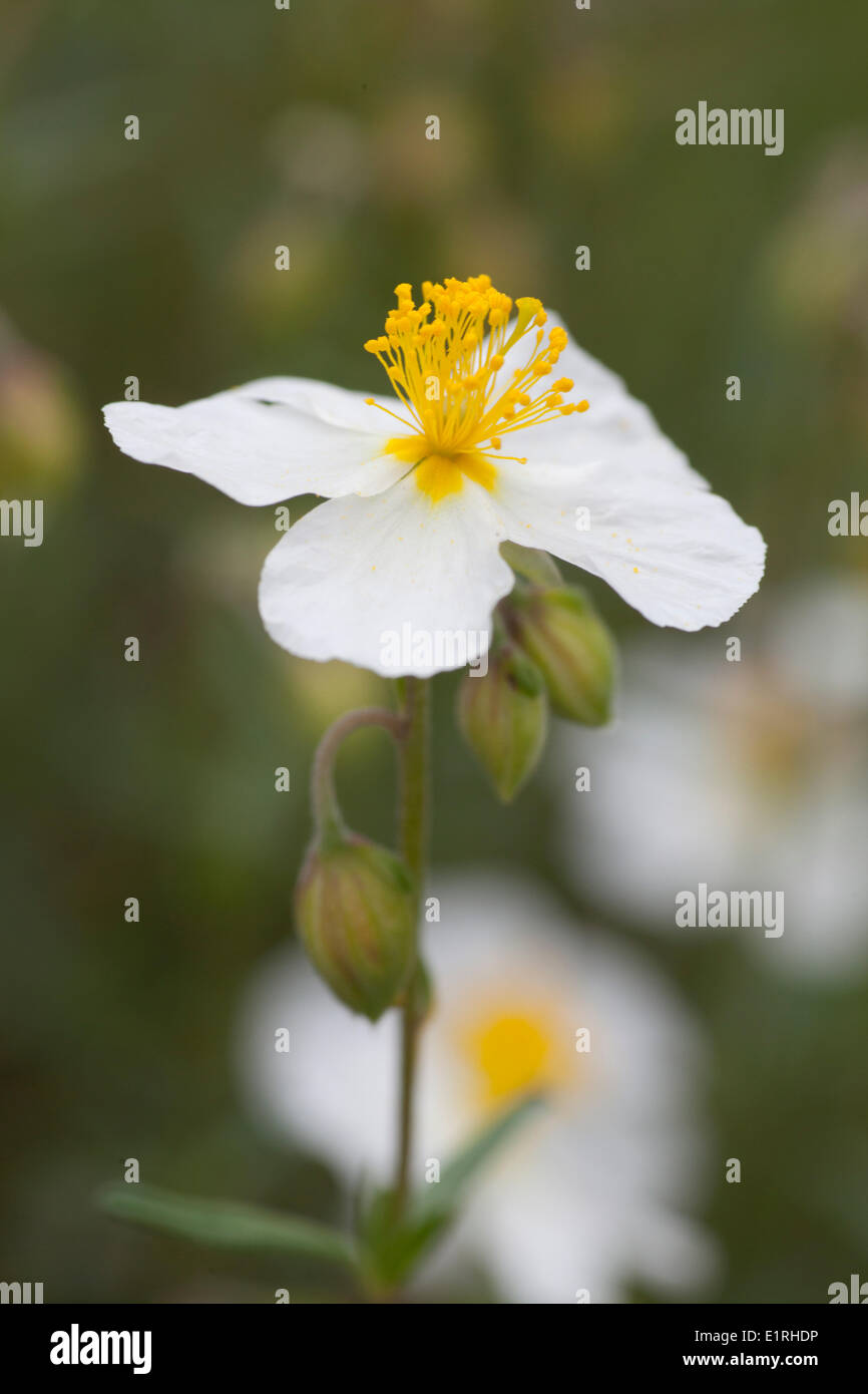White Rock-rose is a rare species of chalk grasslands Stock Photo - Alamy