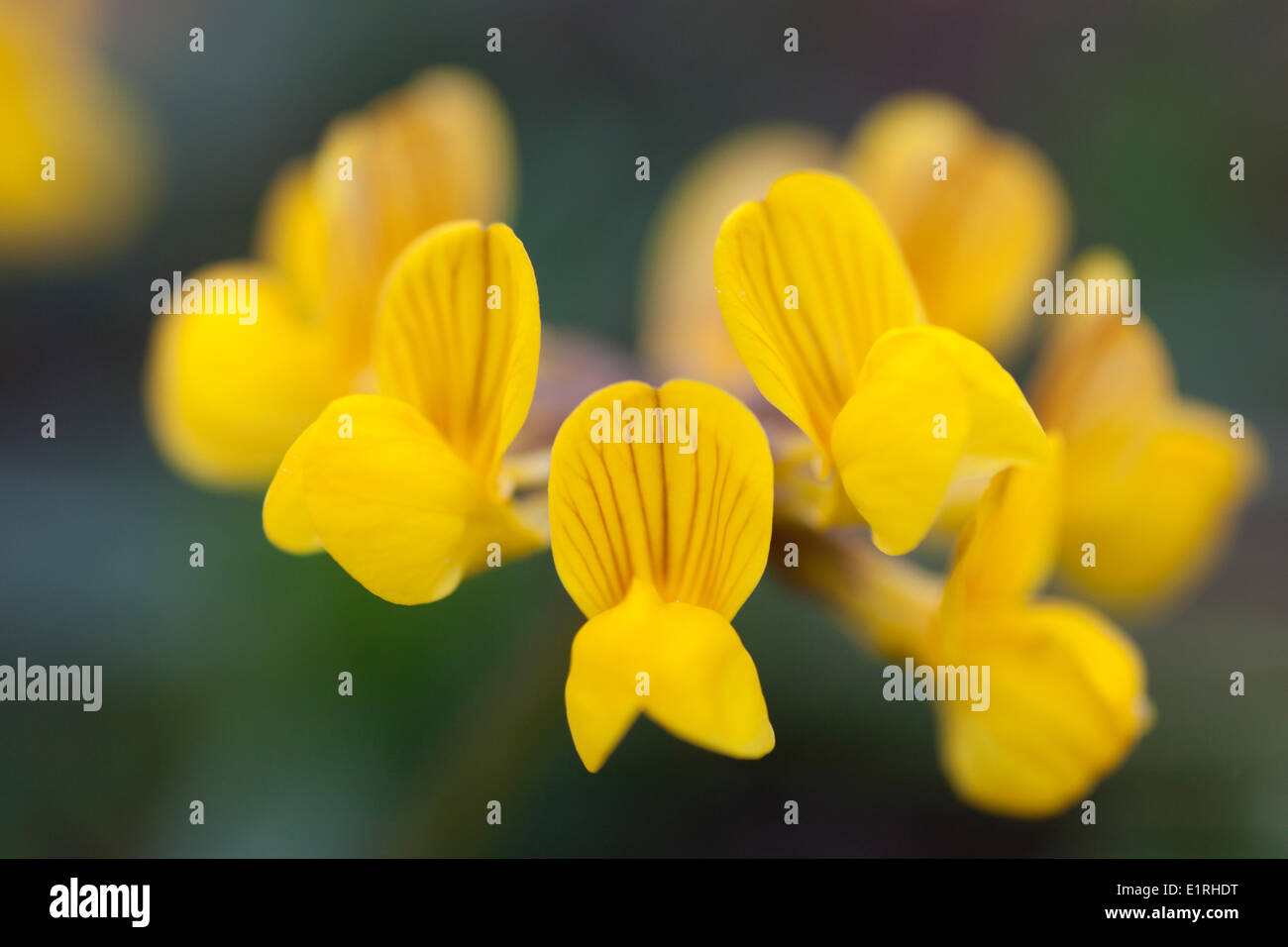 Yellow flowers of Horseshoe Vetch Stock Photo - Alamy