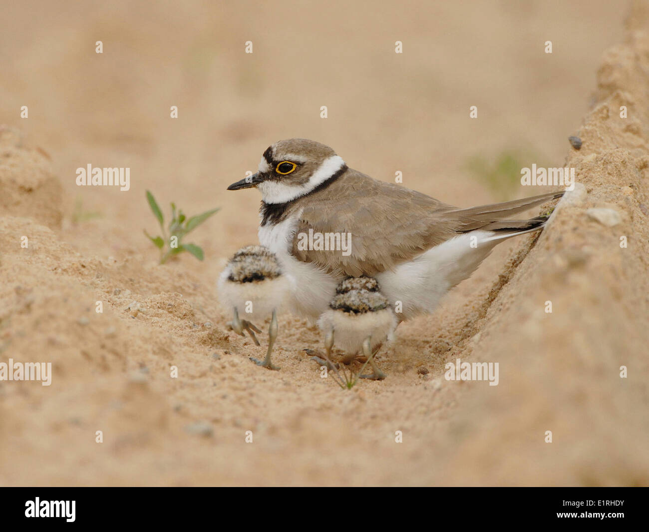 Adult Little Ringed Plover with two small chicks Stock Photo - Alamy