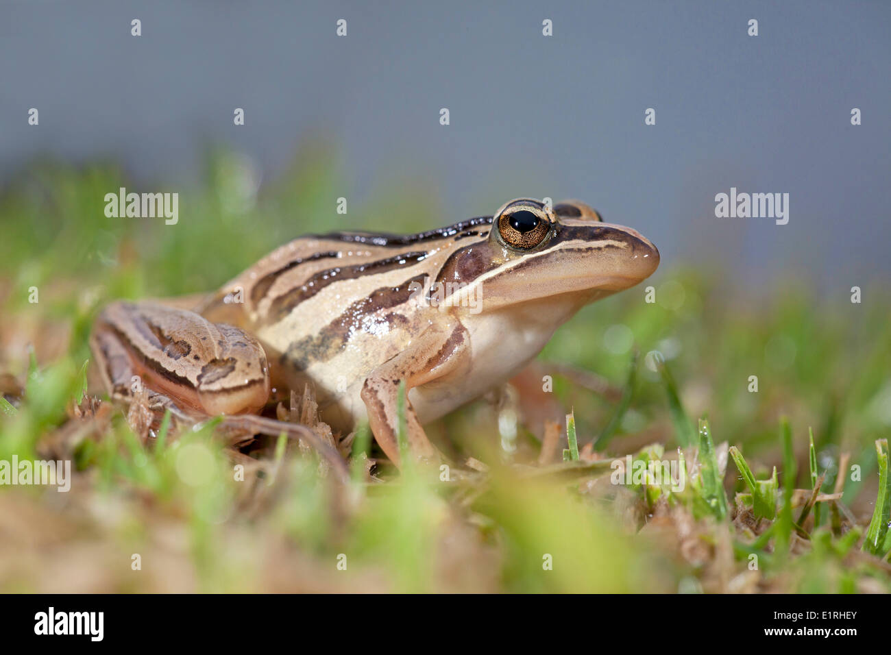 Striped hi-res stock photography and images - Alamy
