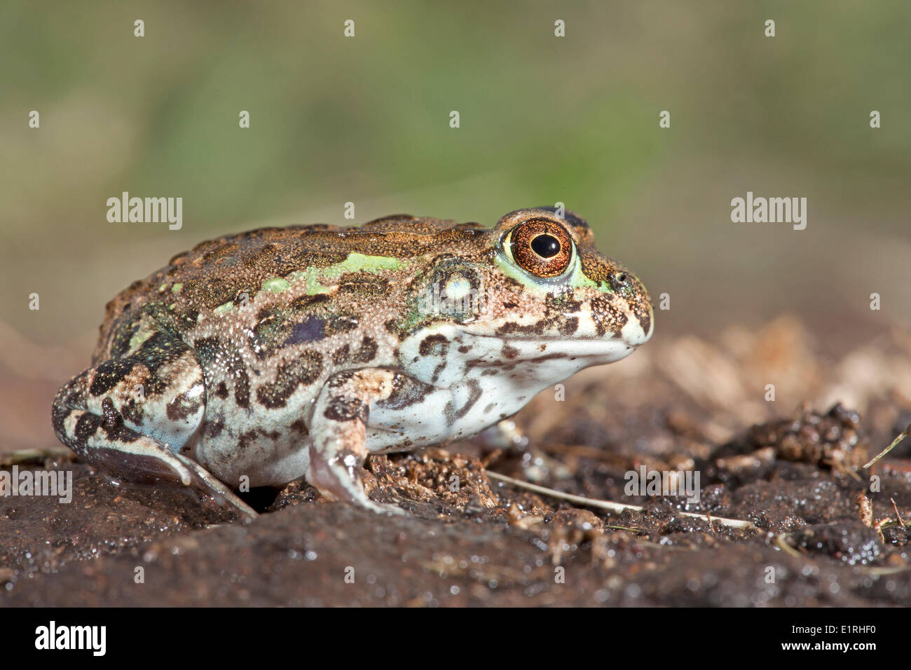 African pixie frog hi-res stock photography and images - Alamy