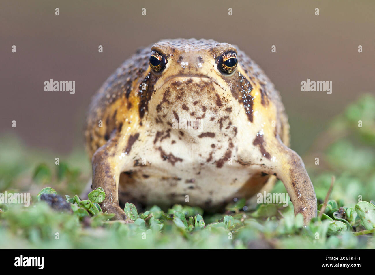 Bushveld adspersus hi-res stock photography and images - Alamy