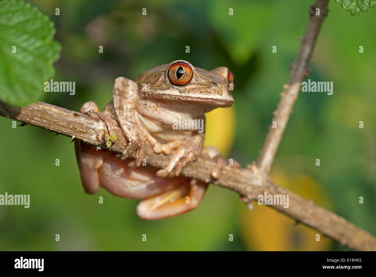 Natal tree frog in the bush Stock Photo - Alamy