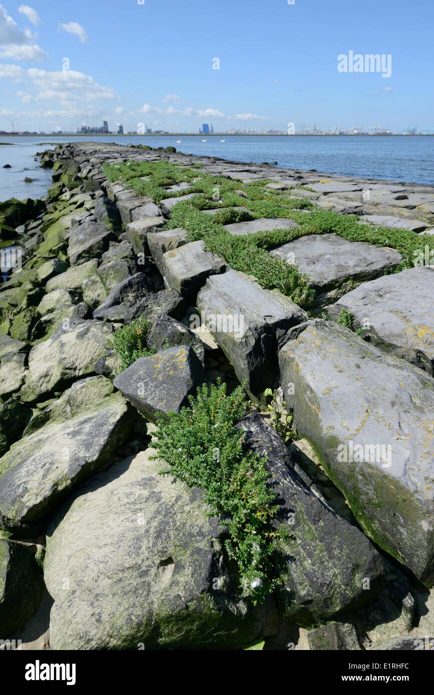 Sea-Milkwort growing between the stones of the sea-dike Stock Photo - Alamy