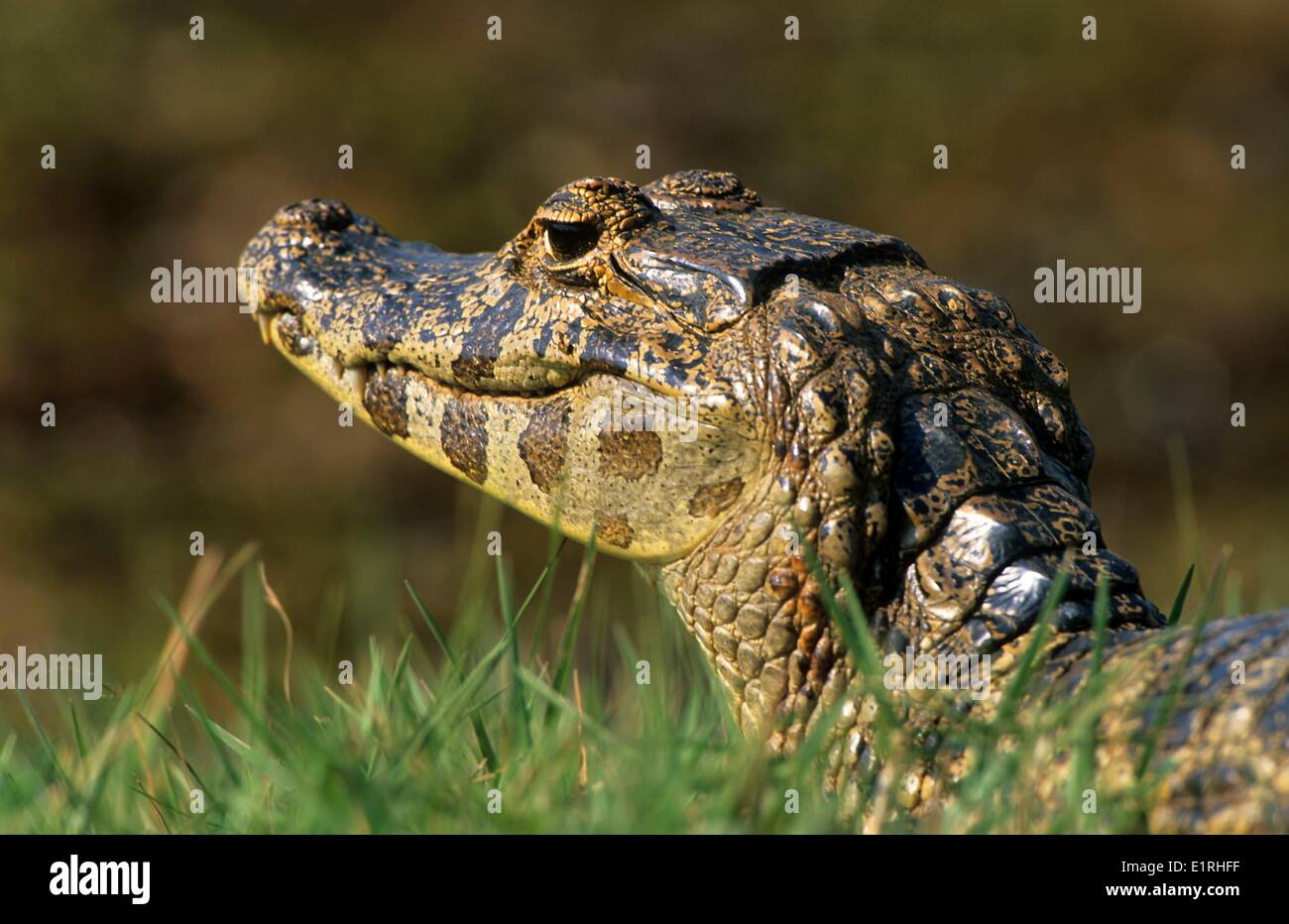 Black Caiman portrait Stock Photo - Alamy