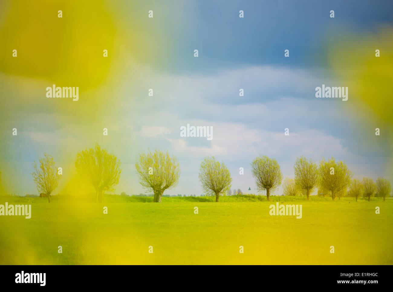 Willow Coppice High Resolution Stock Photography and Images - Alamy