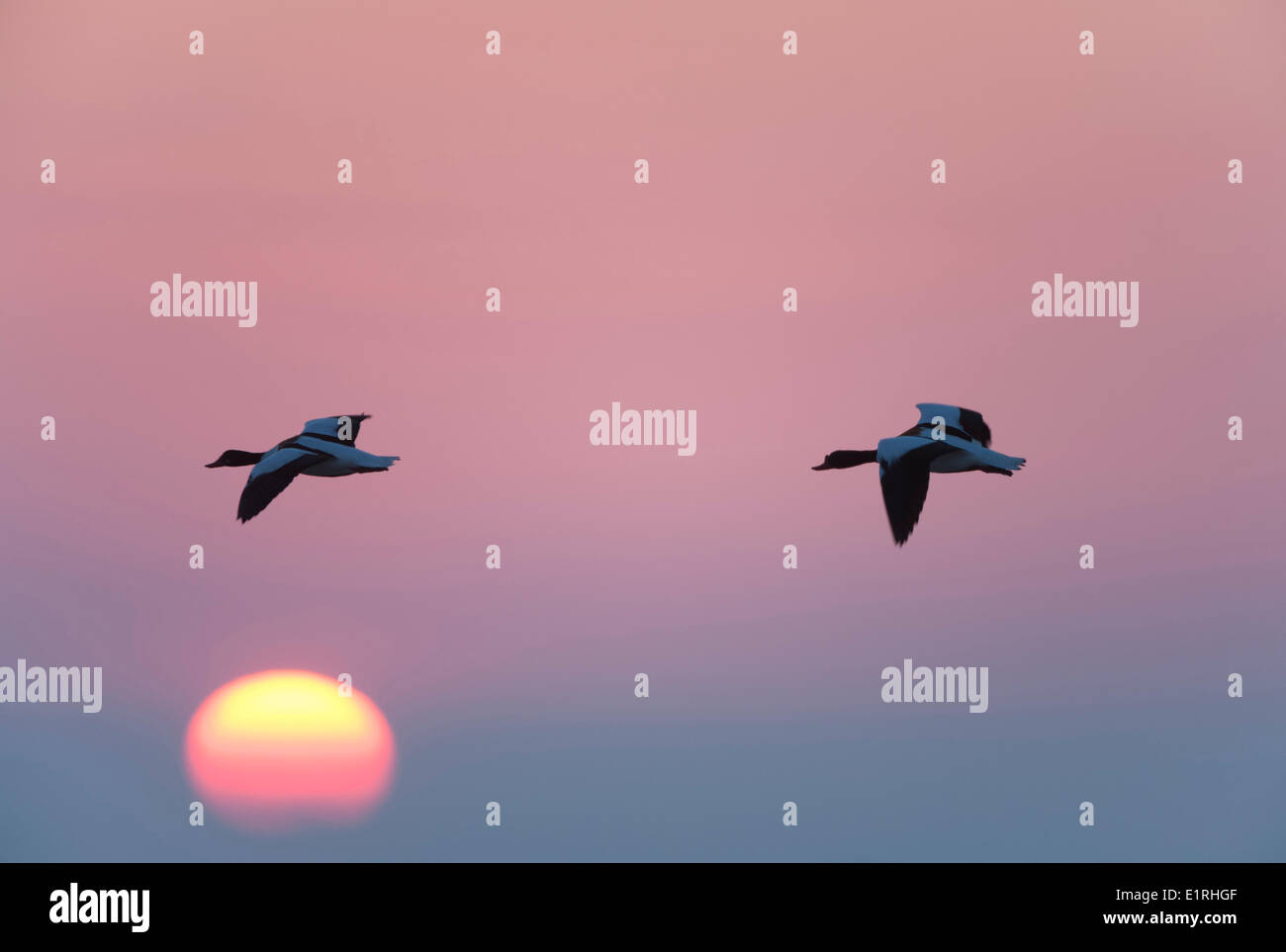 shelduck flying past setting sun Stock Photo - Alamy
