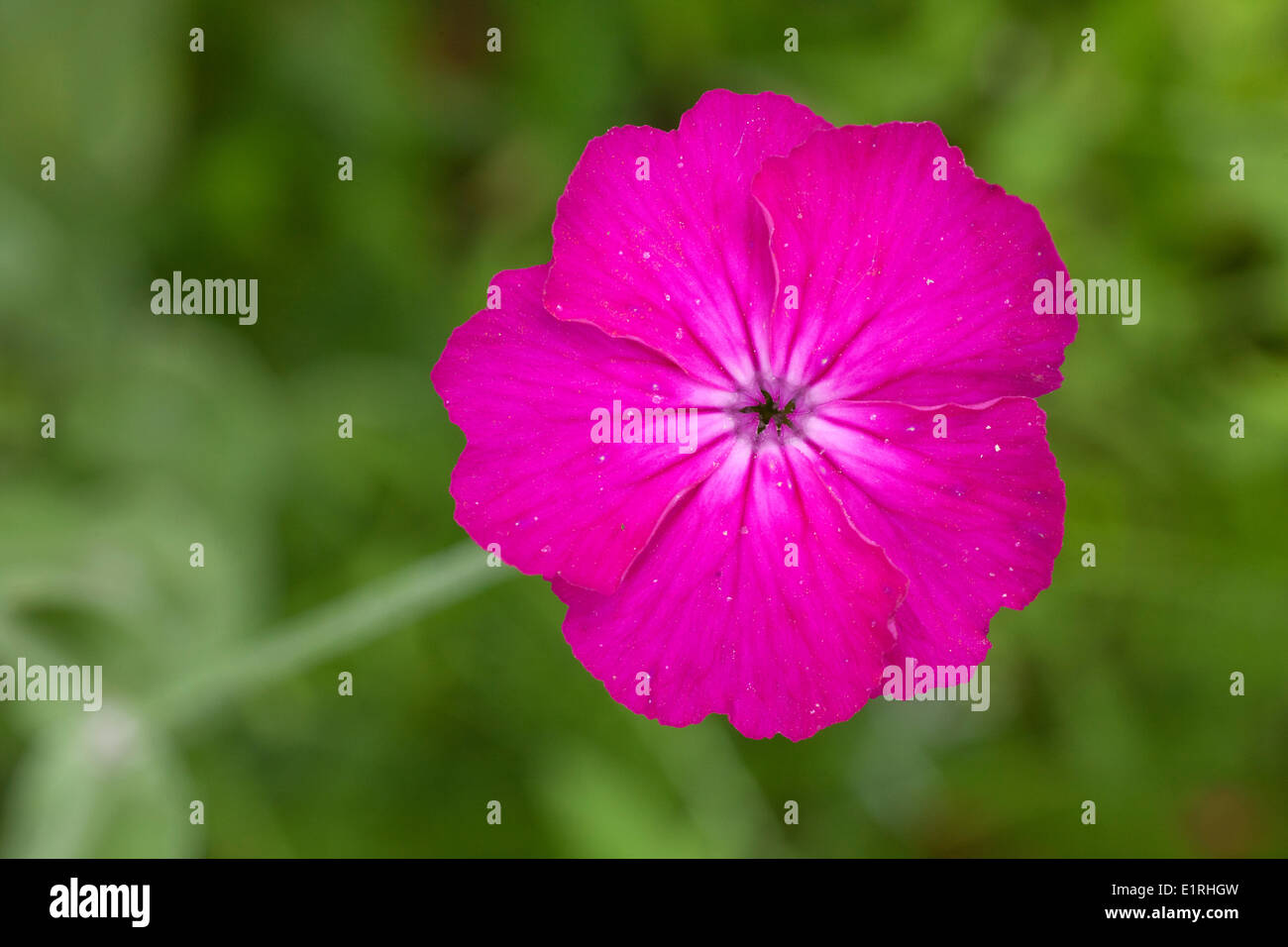 Rose campion in a botanical garden in Wijhe, Overijssel Stock Photo - Alamy