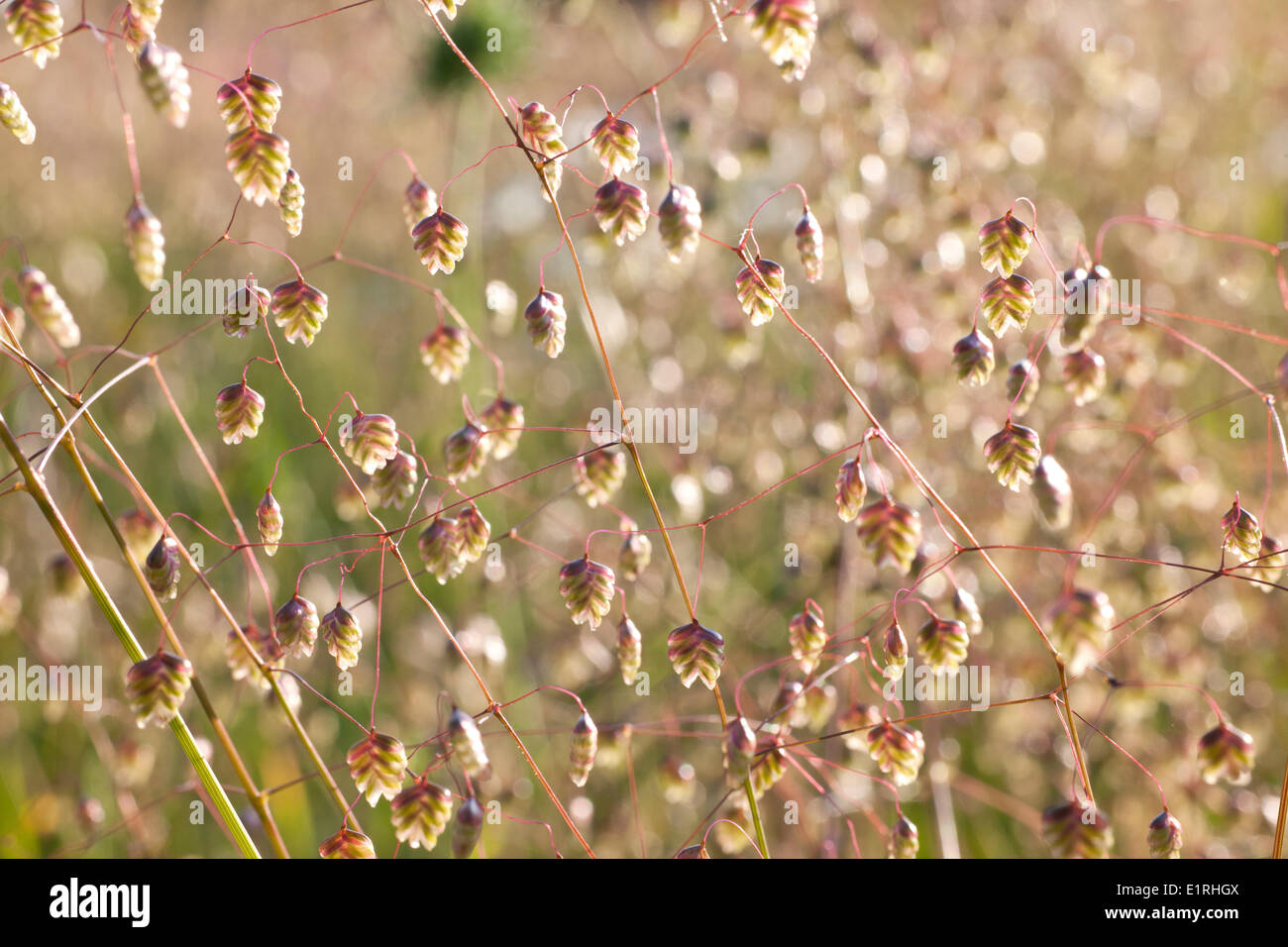 Quaking-grass in a garden Stock Photo - Alamy