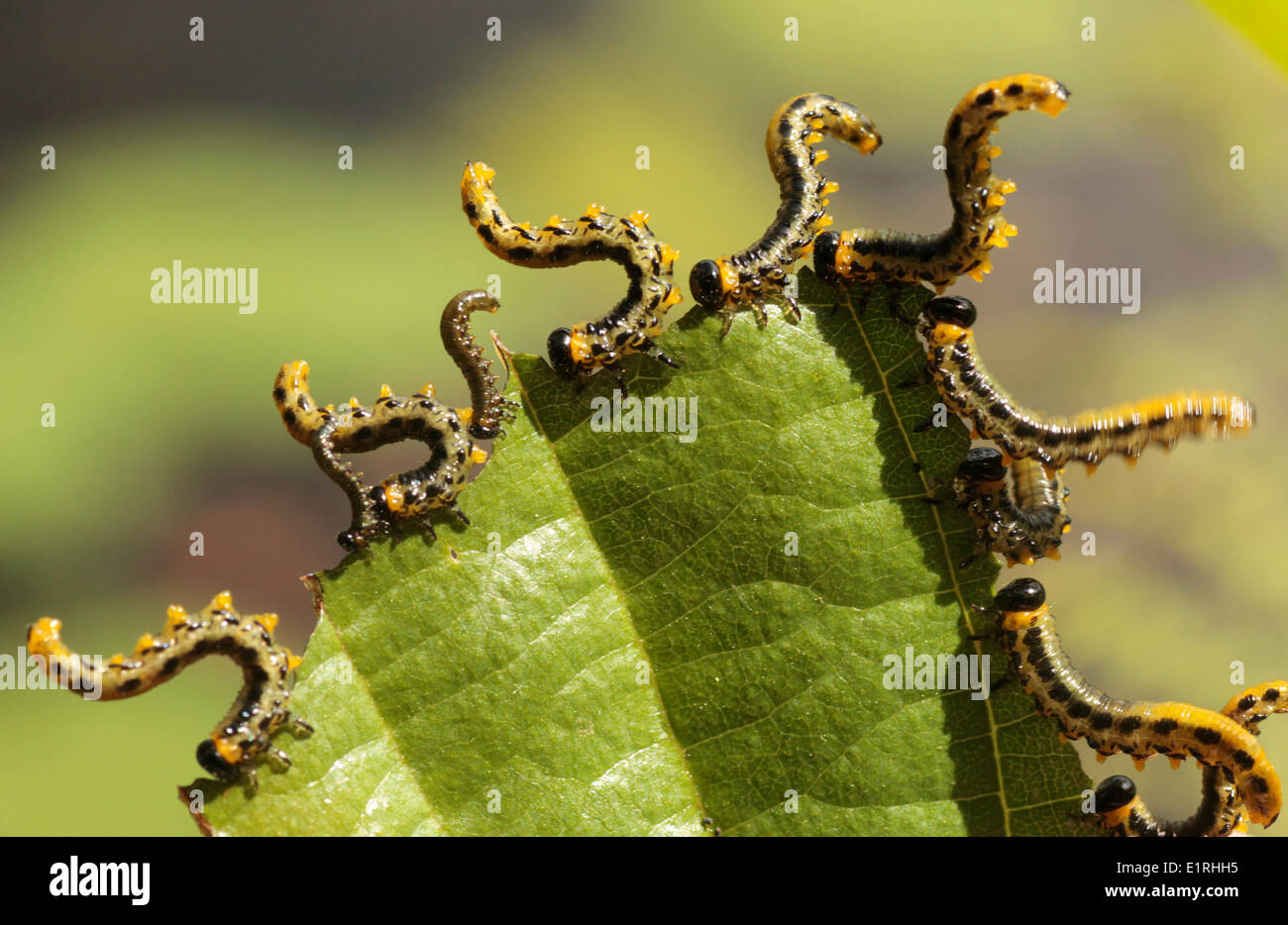 Nematus hi-res stock photography and images - Alamy