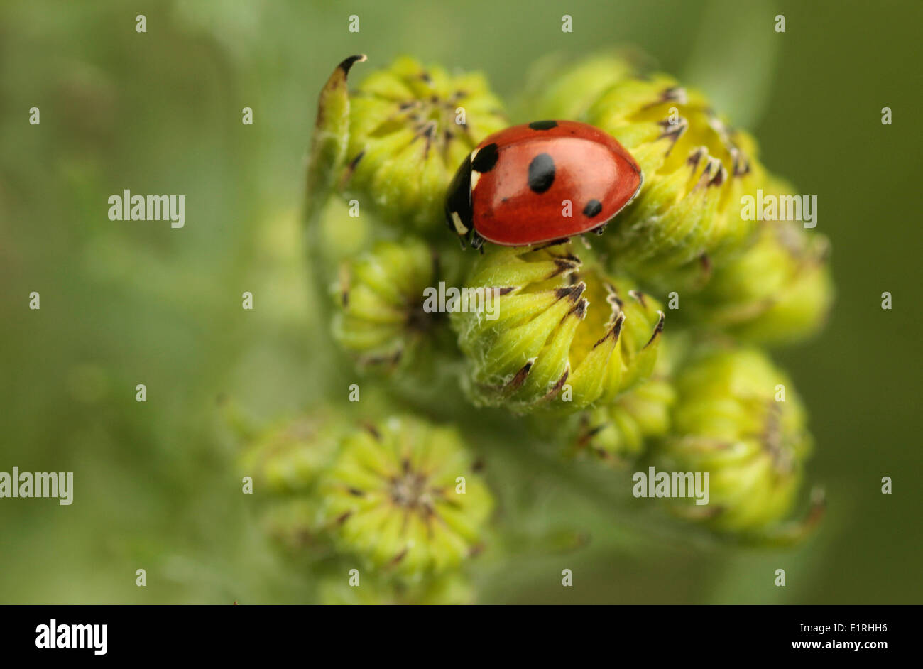 Five spot Ladybird Stock Photo - Alamy