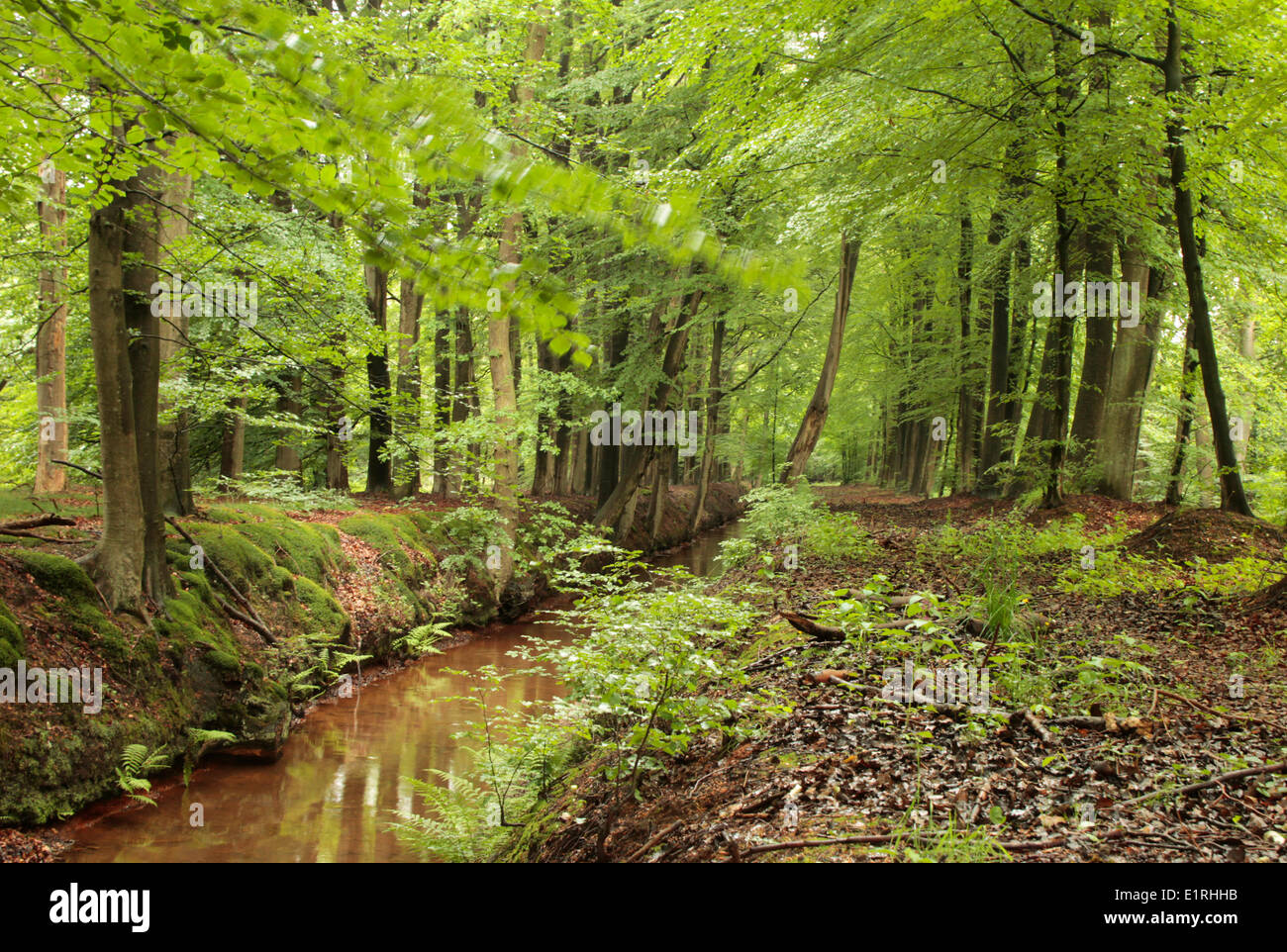 Red brook in a forest reserve at spring Stock Photo - Alamy