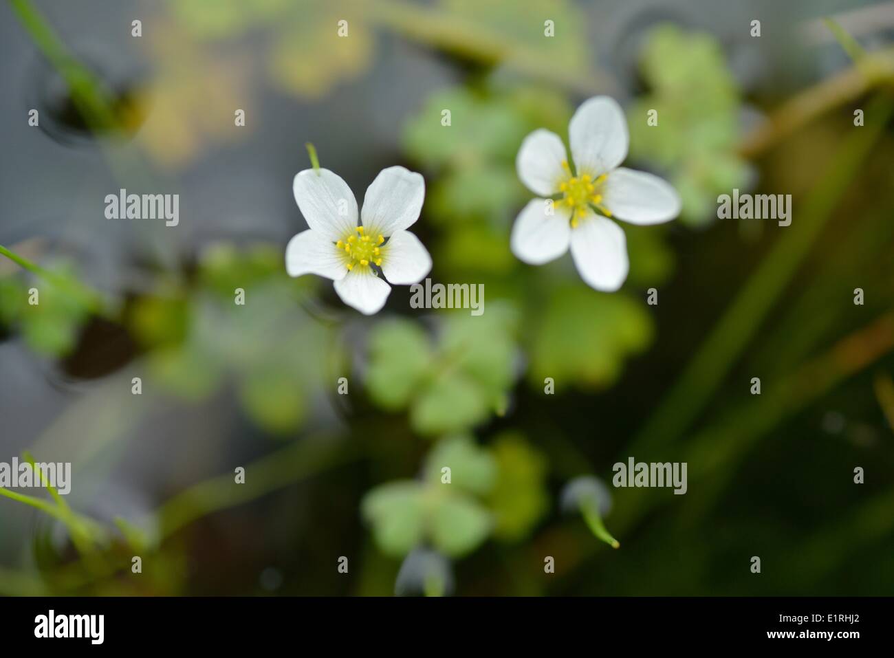 White buttercup ranunculus hi-res stock photography and images - Alamy