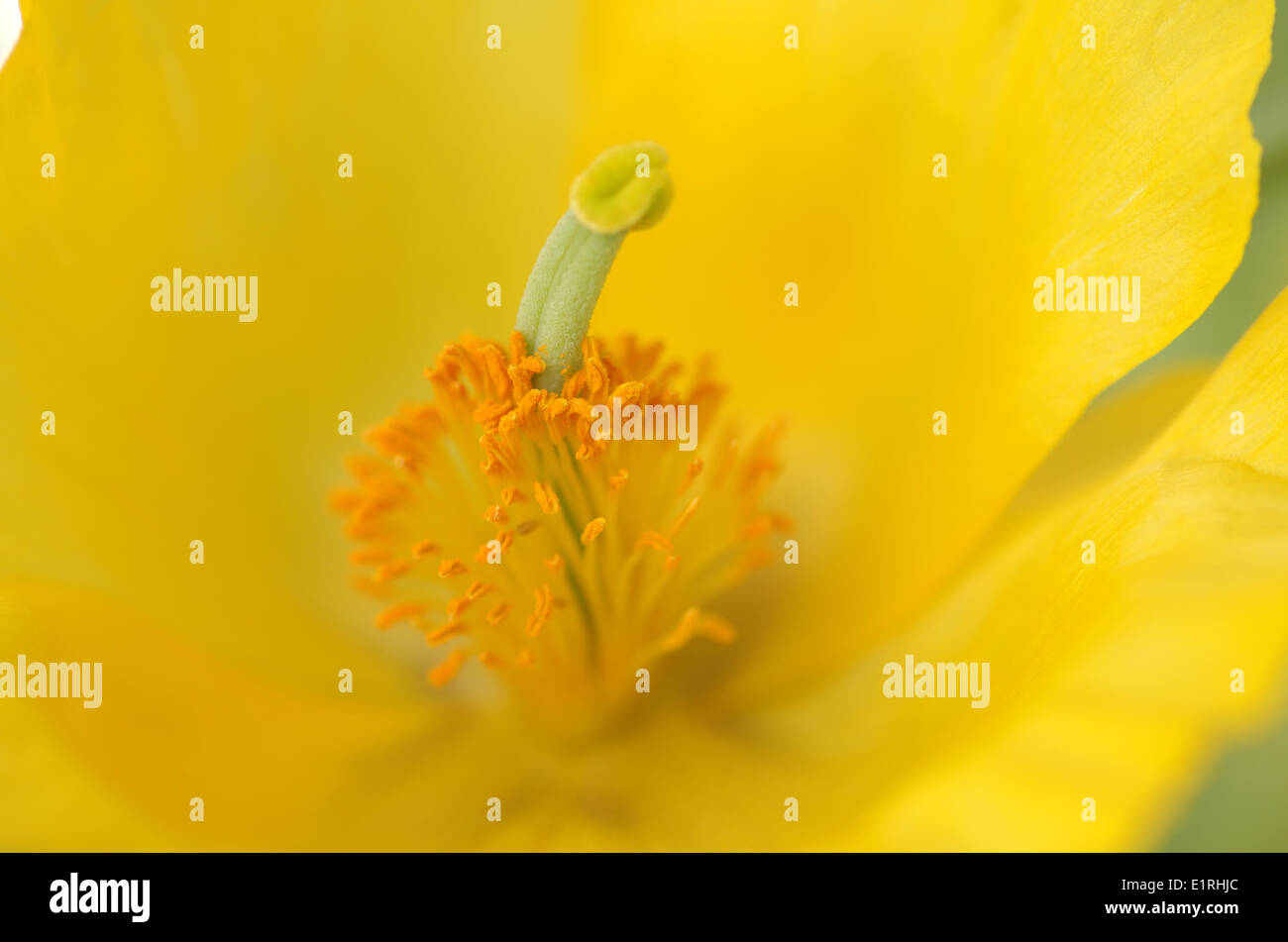Detail of the stamen and the stigma of the Yellow Horned Poppy Stock ...