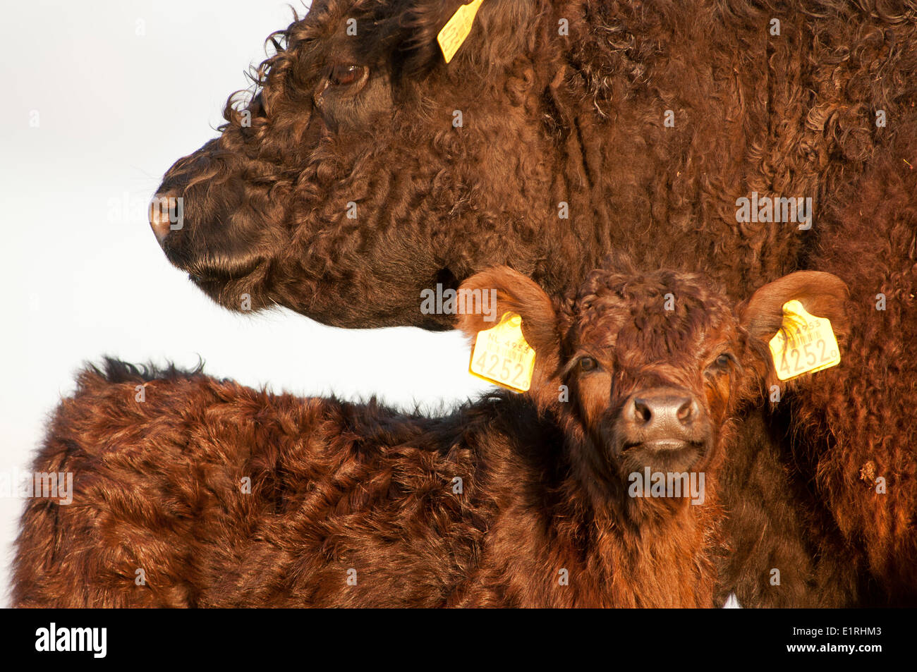 Galloway cow and calf Stock Photo - Alamy