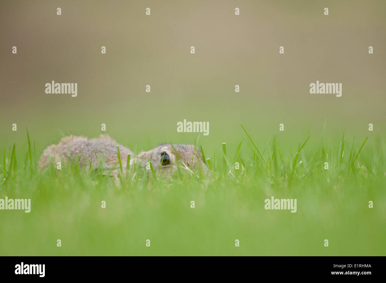 Rabbit taking cover Stock Photo - Alamy