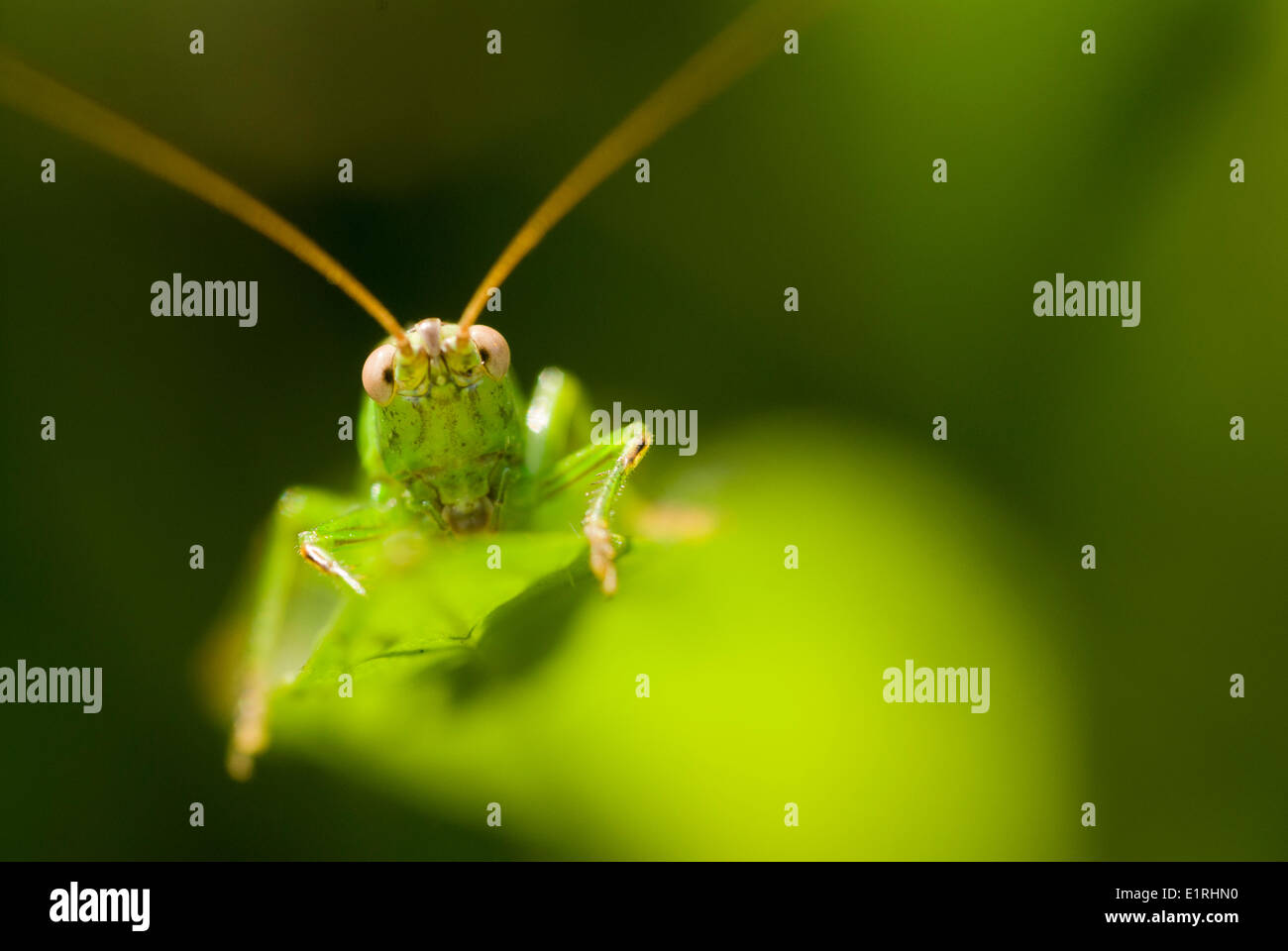 Long Winged Cone Head High Resolution Stock Photography and Images - Alamy
