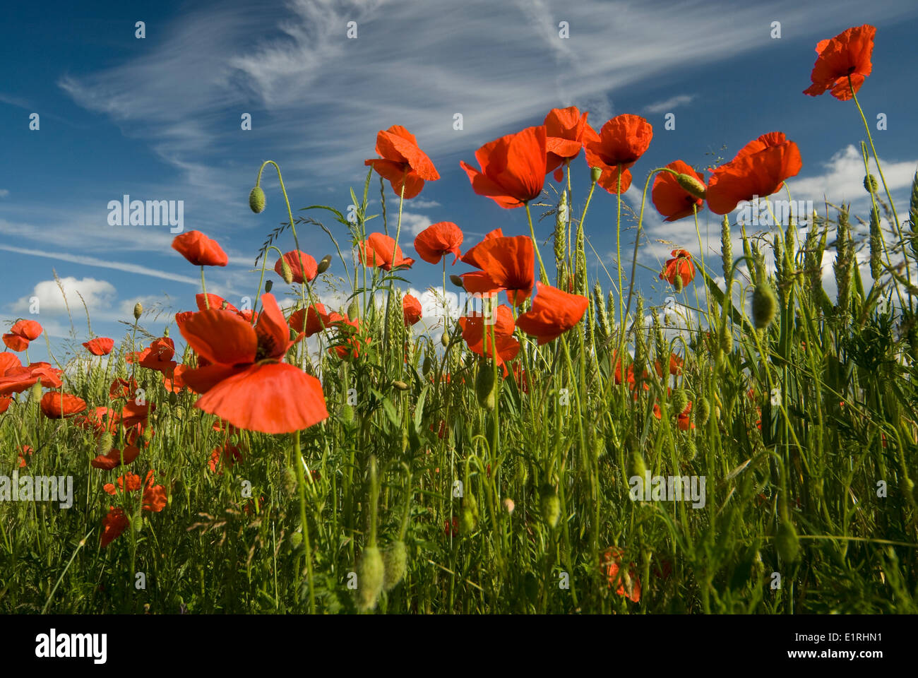 Flied flower hi-res stock photography and images - Alamy