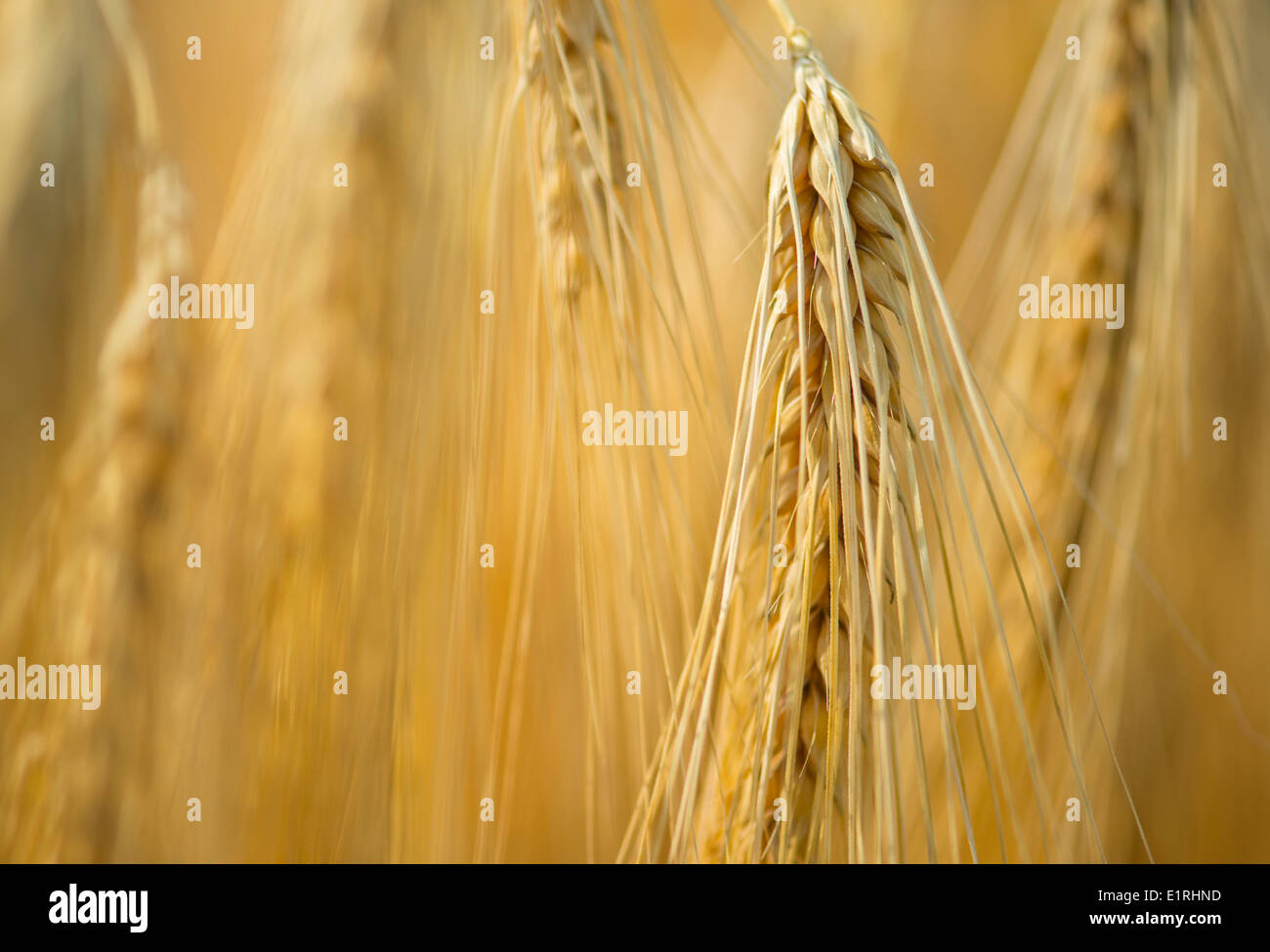 barley ripe for the harvest Stock Photo - Alamy