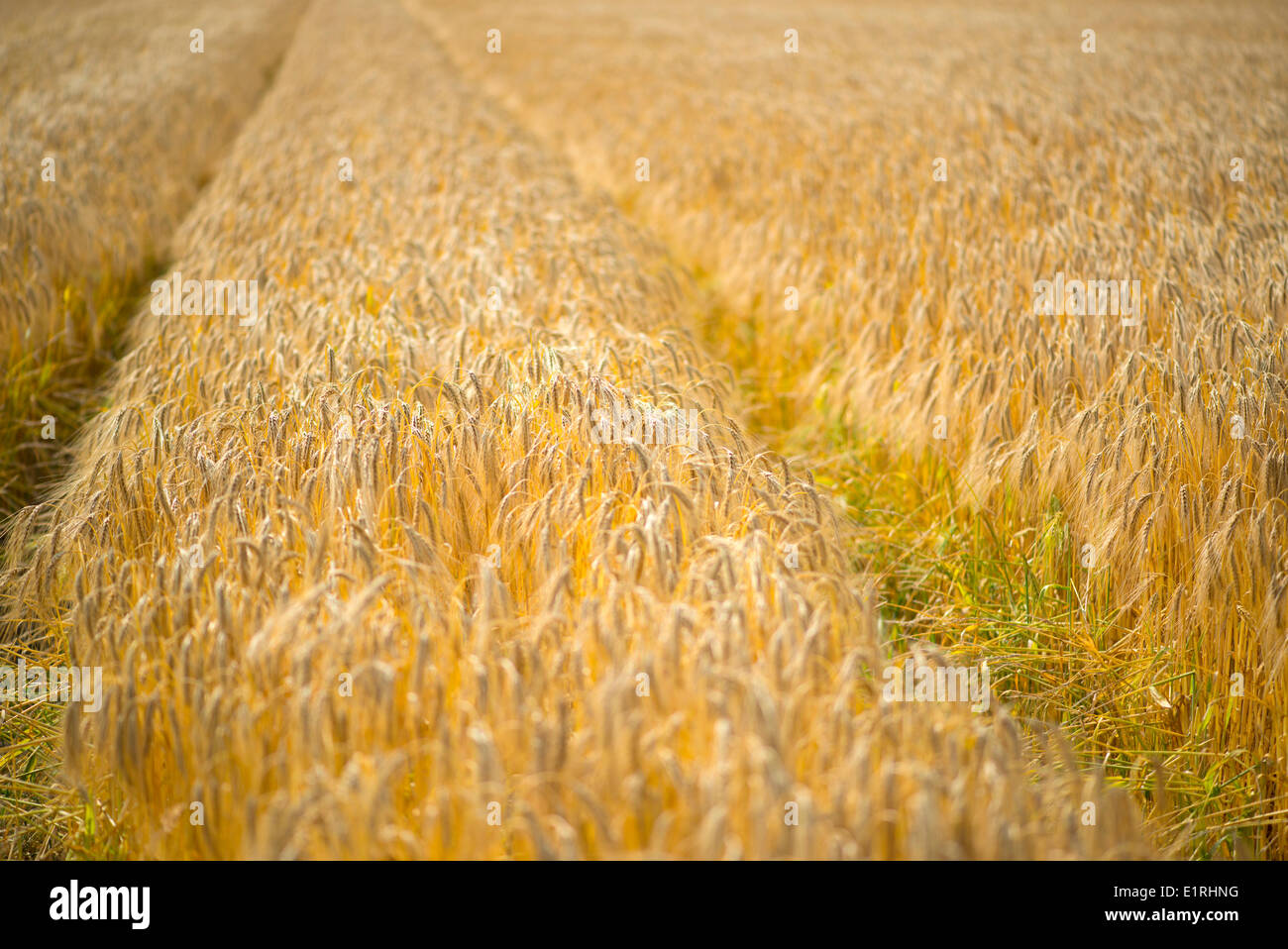 Barley grains animal feed hi-res stock photography and images - Alamy
