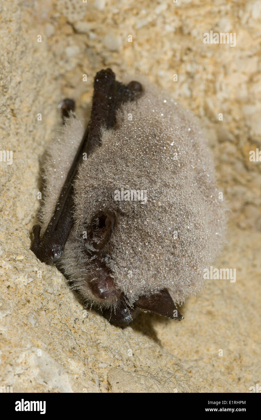 Hibernating bats hi-res stock photography and images - Alamy