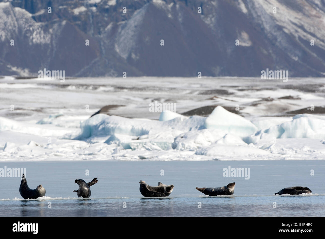 Five common seals in a row hi-res stock photography and images - Alamy