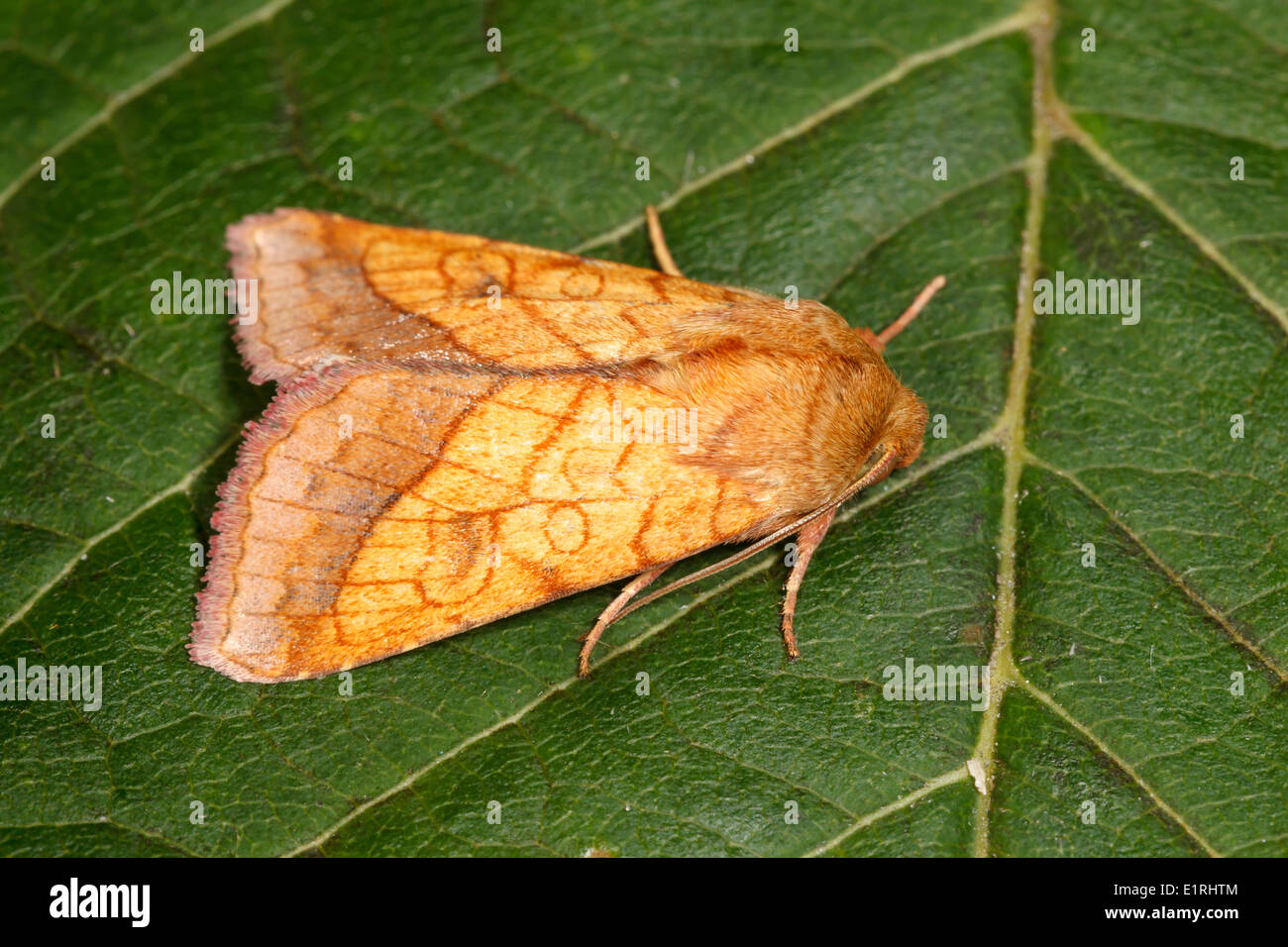 Bordered Sallow, Pyrrhia umbra Stock Photo - Alamy