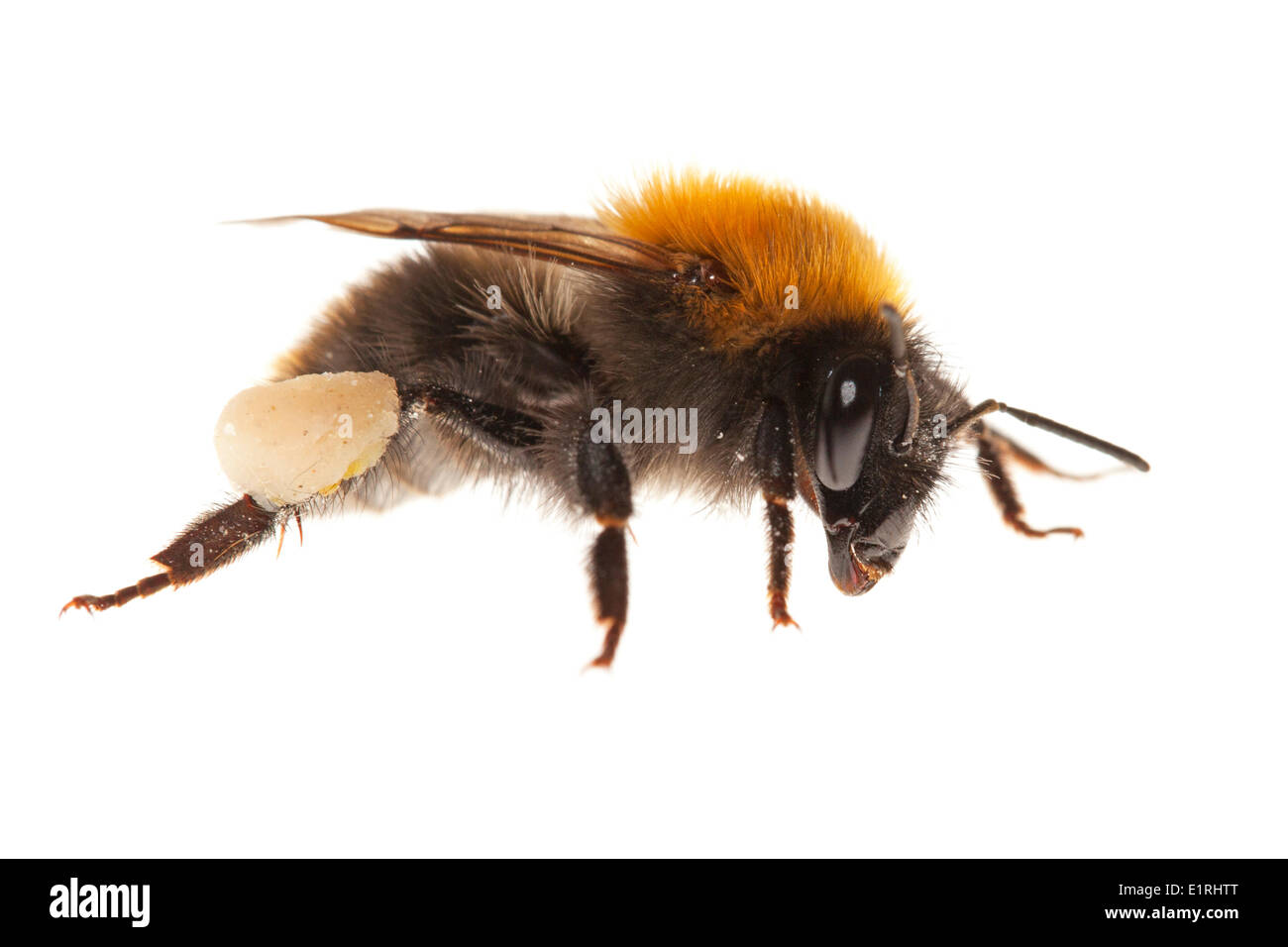 rendered photo of a common carder bee on a white background Stock Photo ...