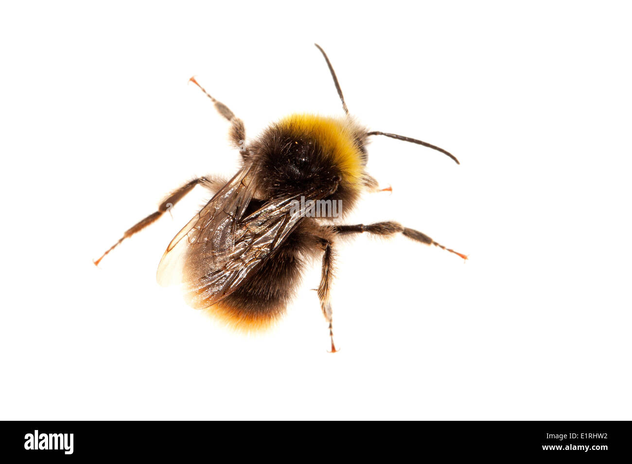 Yellow bumble bee on Cut Out Stock Images & Pictures - Alamy