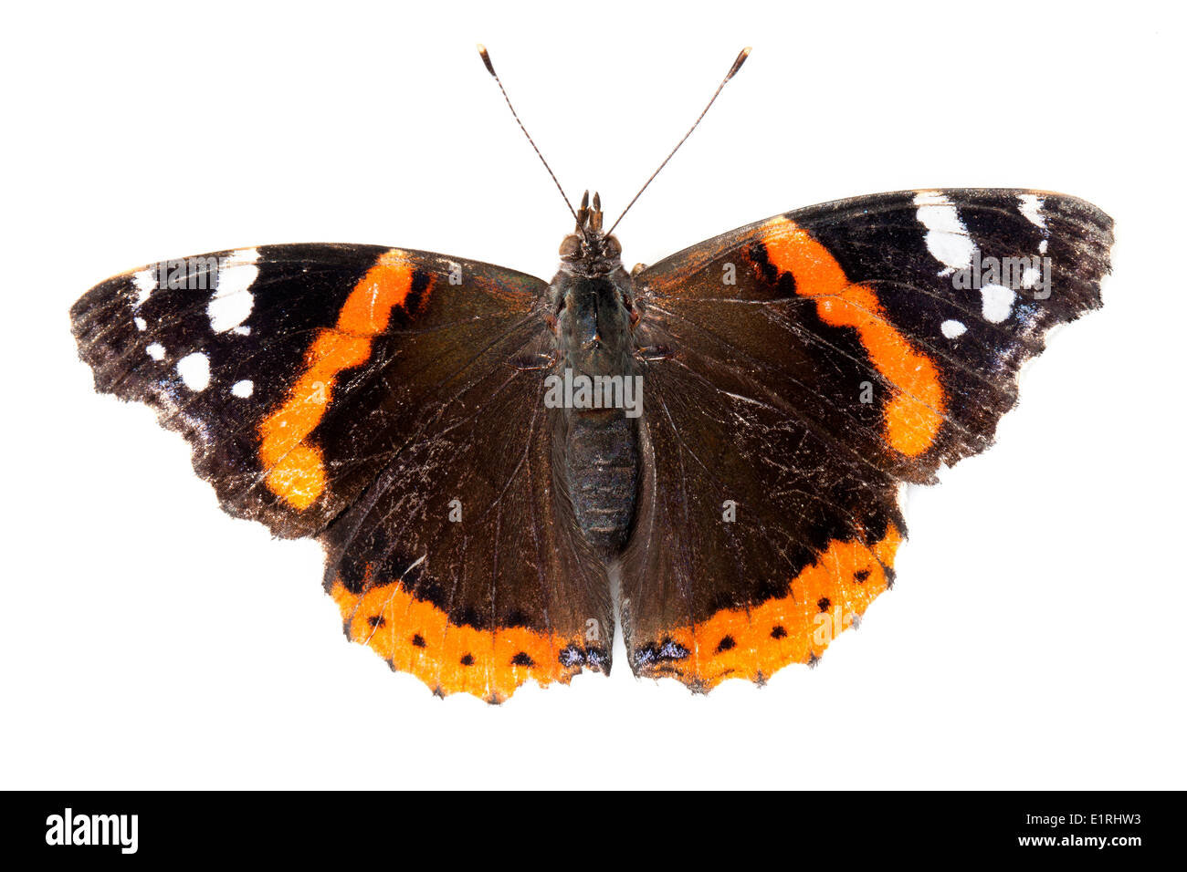 rendered photo of a red admiral on a white background Stock Photo - Alamy