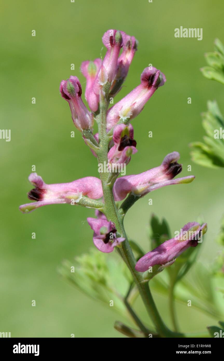 Common Fumitory flowers in close-up Stock Photo - Alamy
