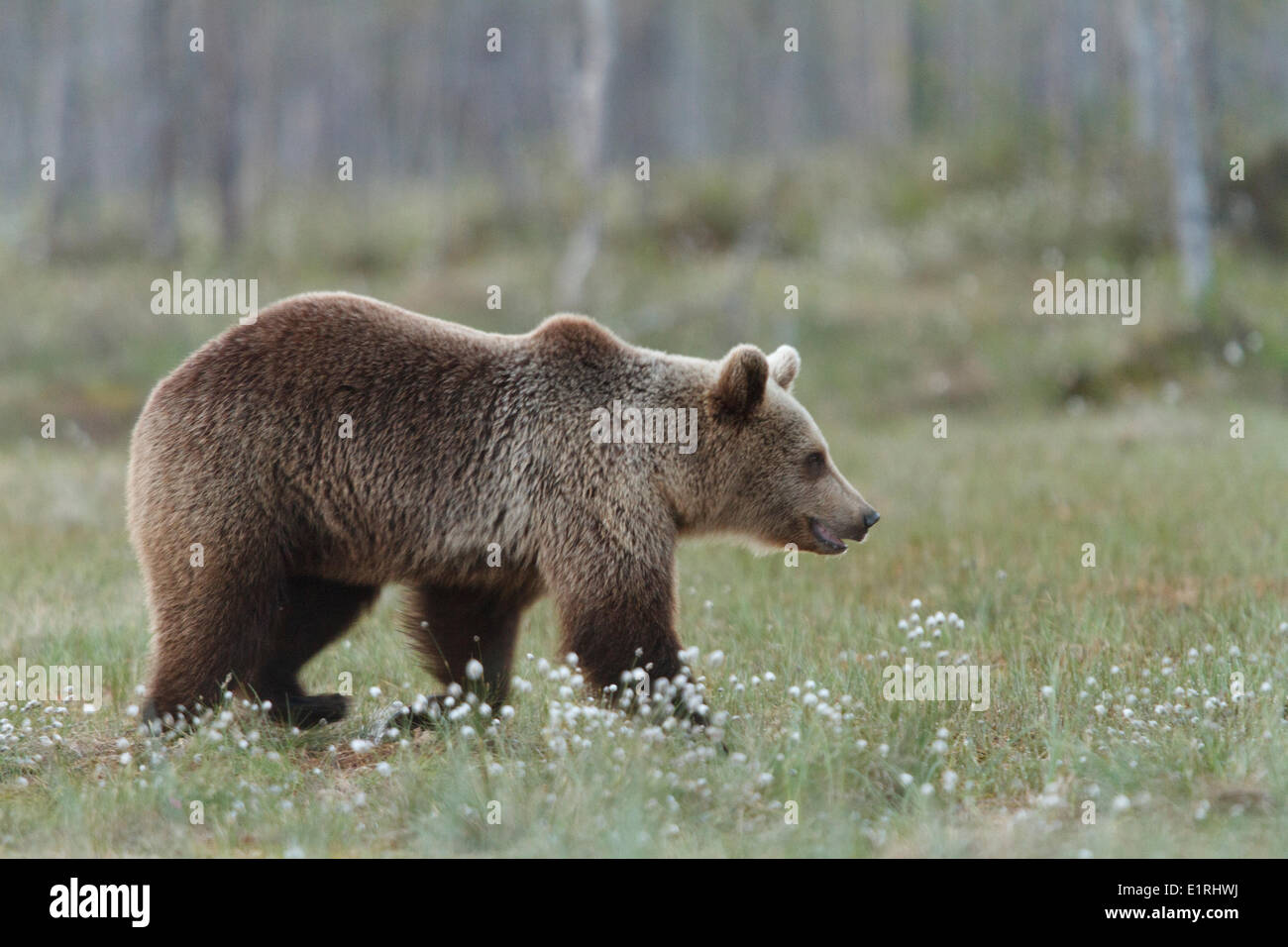 Bear natural hi-res stock photography and images - Alamy