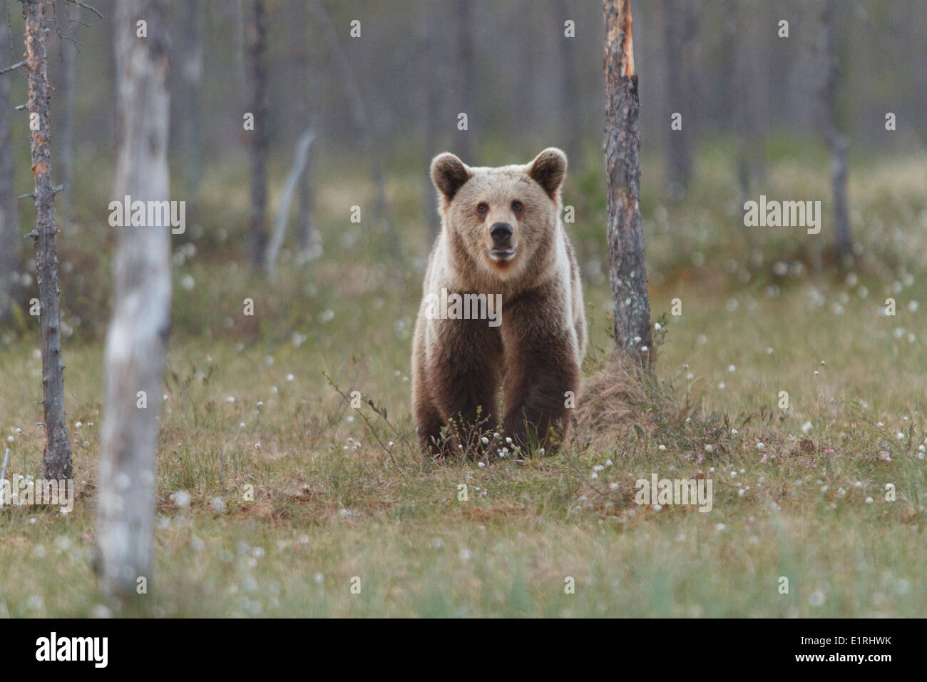 brown bear walks towards the camera Stock Photo - Alamy