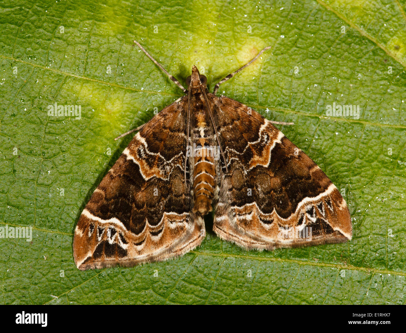 Phoenix moth hi-res stock photography and images - Alamy