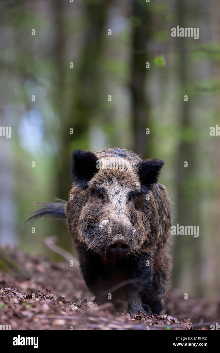 Wild boar, portrait Stock Photo - Alamy