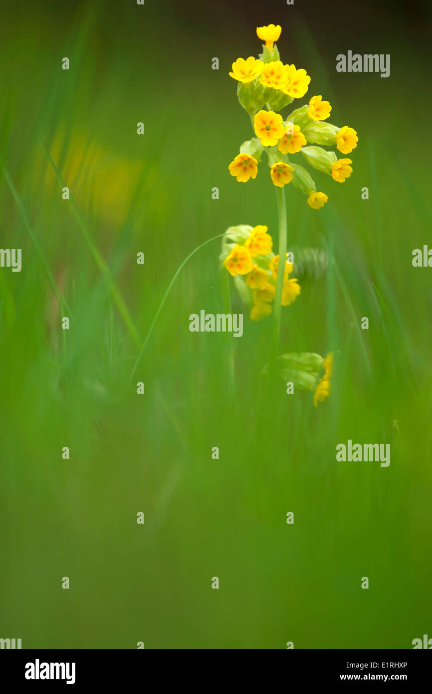Cowslip leaves hi-res stock photography and images - Alamy