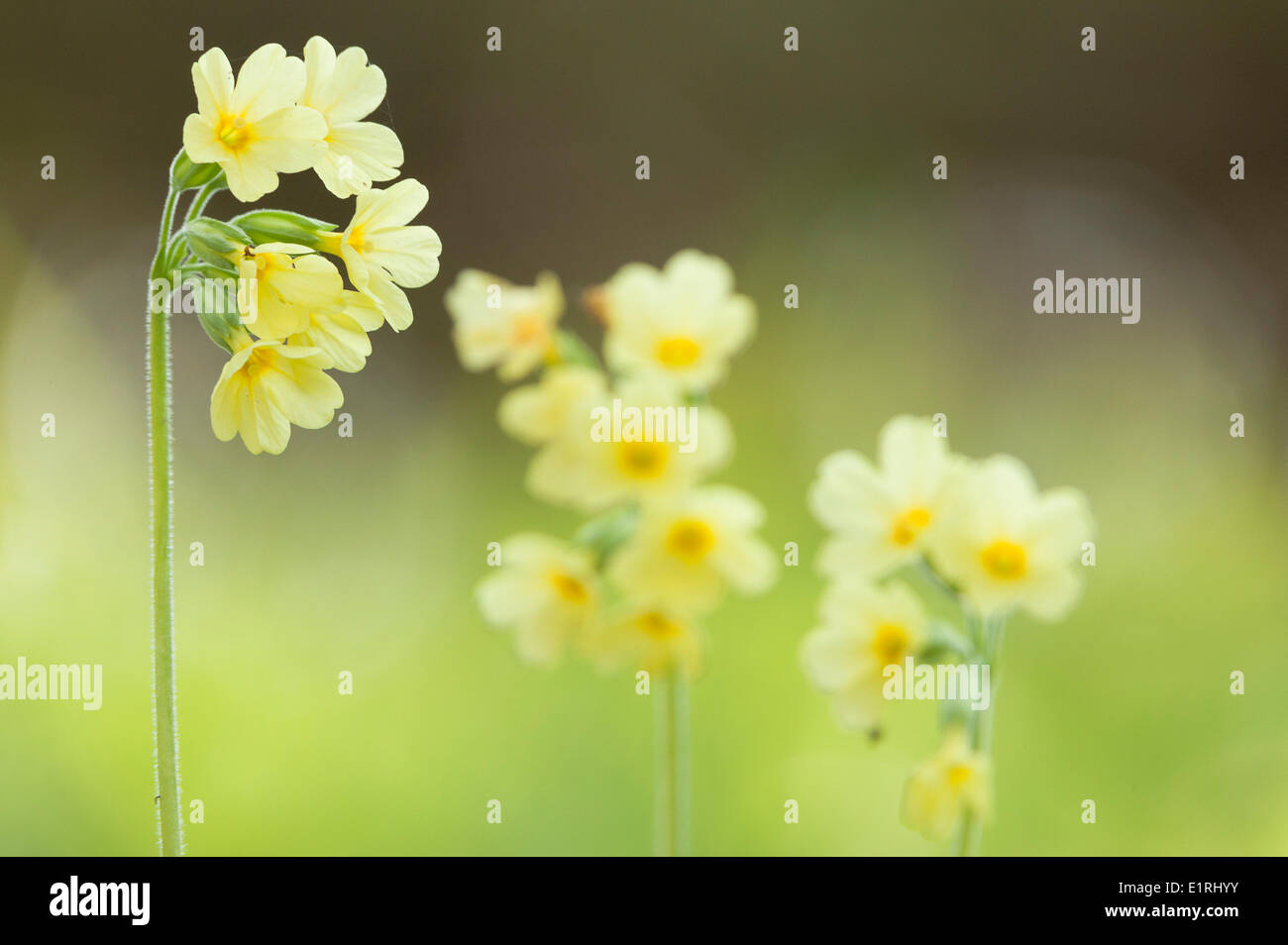 True oxlip flowering Stock Photo - Alamy