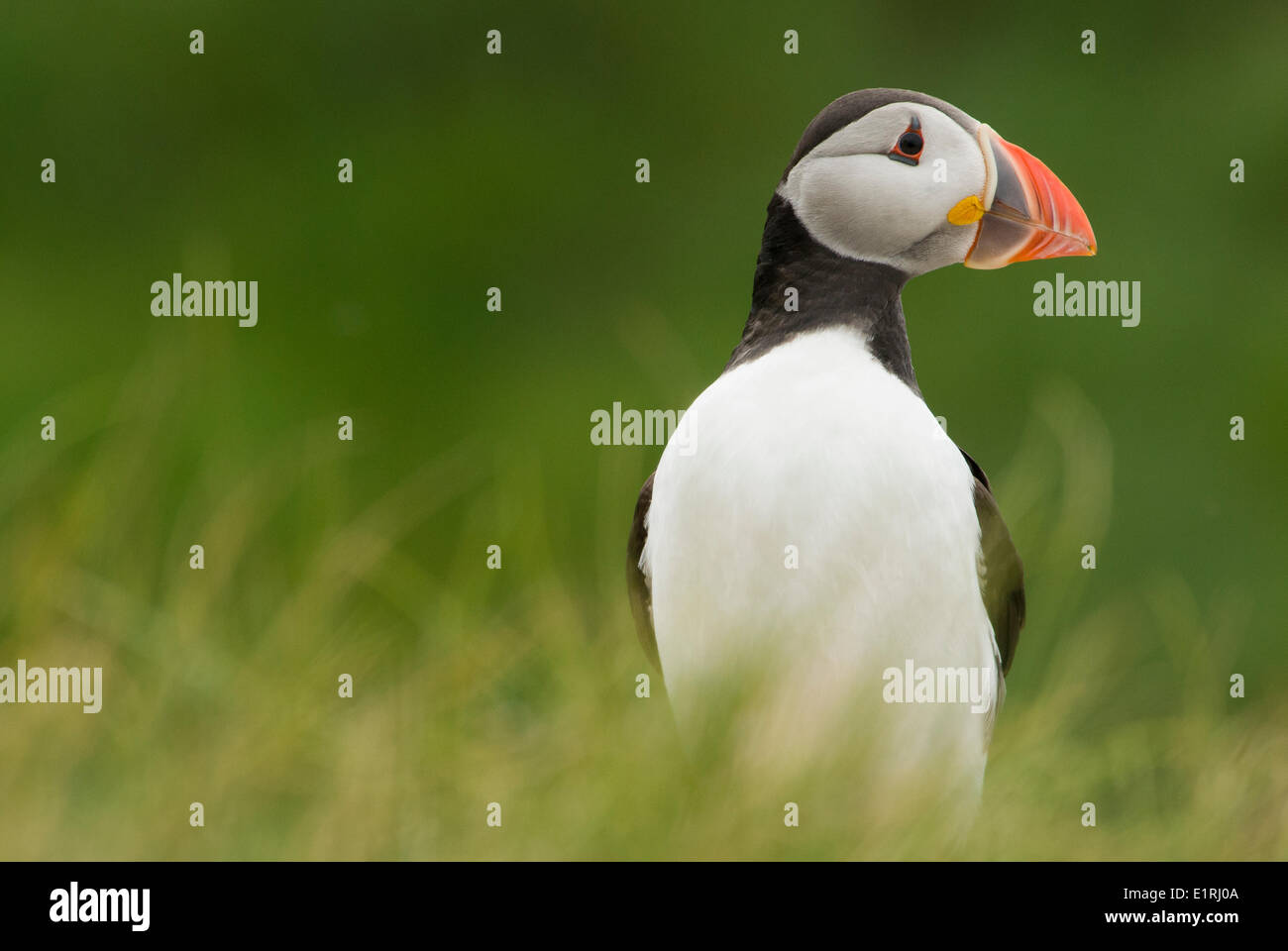 Puffin front view hi-res stock photography and images - Alamy
