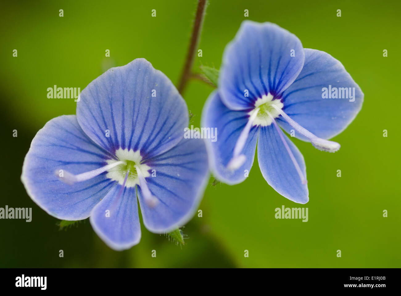 Two flowers of germander speedwell Stock Photo - Alamy