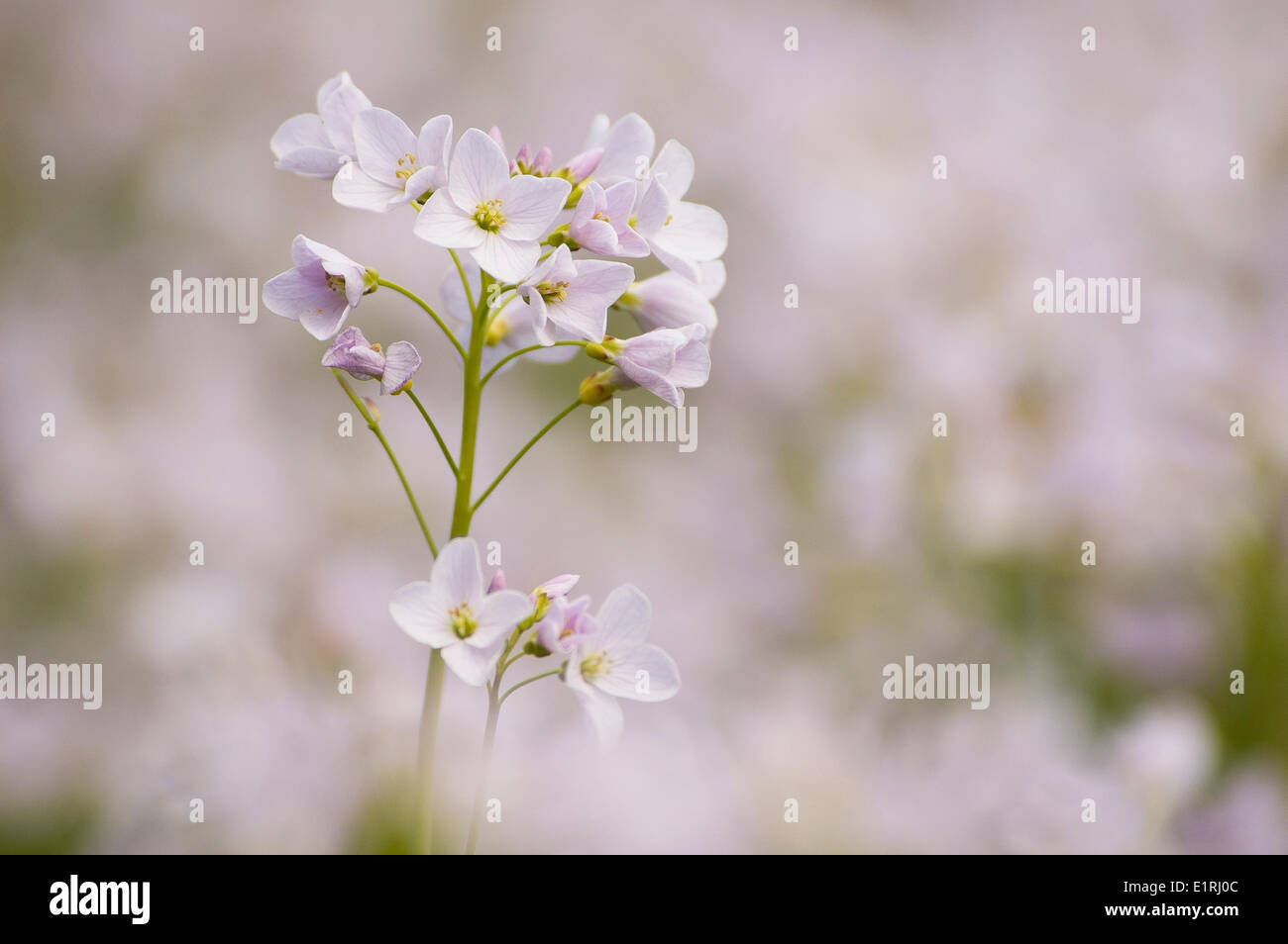 One Cuckoo-flower in a field of Cuckoo-flowers Stock Photo - Alamy