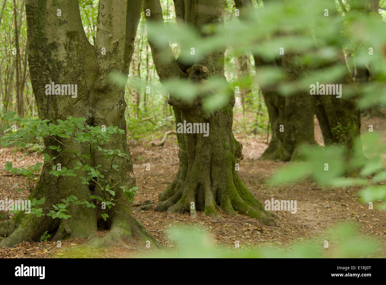 Avenue trees in netherlands hi-res stock photography and images - Alamy